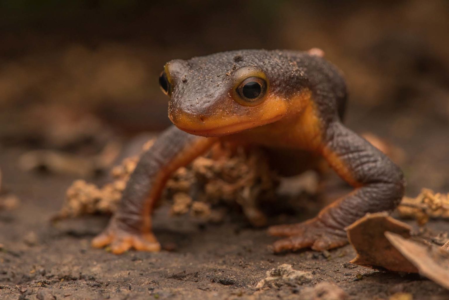 The Race Between Hungry Snakes and Neurotoxic Newts - Bay Nature