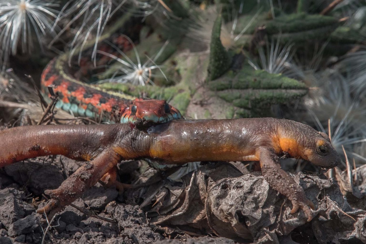 The Race Between Hungry Snakes and Neurotoxic Newts - Bay Nature