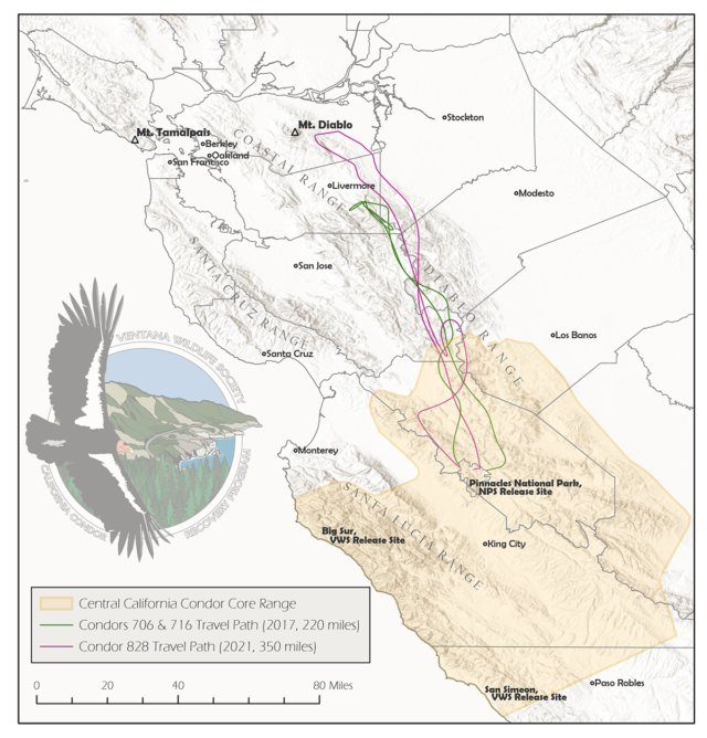 How Condors Returned to Yurok Land in Northern California - Bay Nature