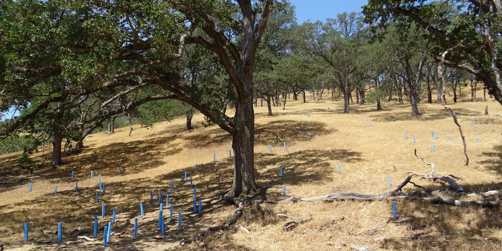 Events Archive - Bay Nature