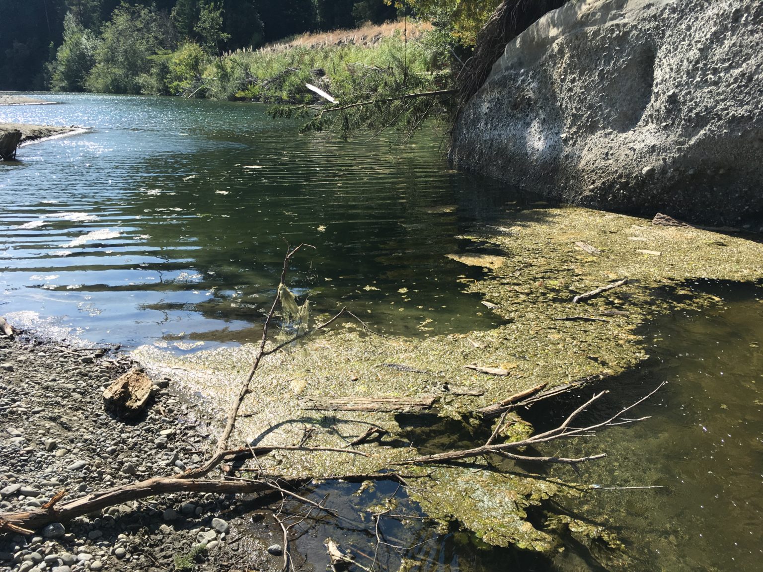Algal Blooms: When Good Algae Go Bad - Bay Nature