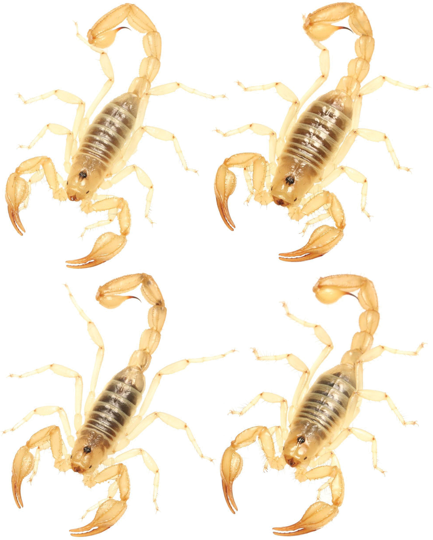 Two Young Researchers Describe Two New Scorpions - Bay Nature