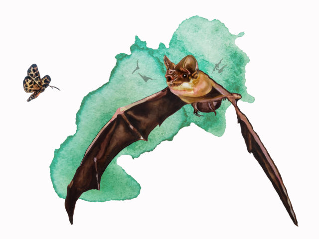 A Bat Brigade Helps Research at the Bat Castle | Bay Nature