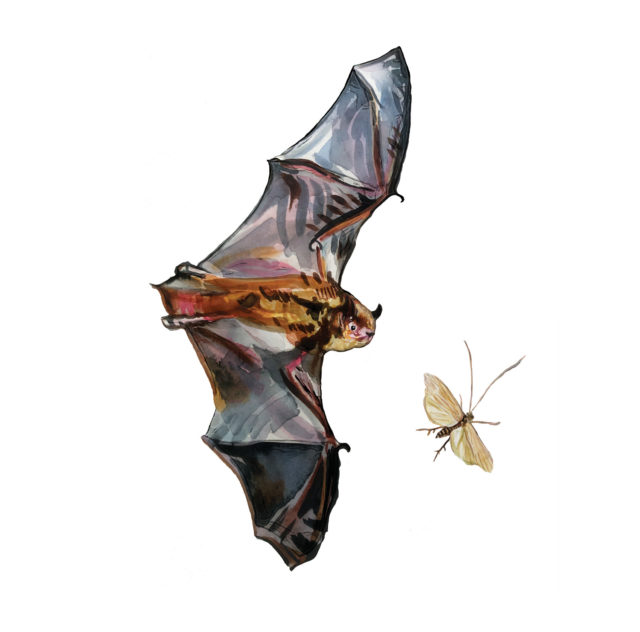 A Bat Brigade Helps Research at the Bat Castle | Bay Nature