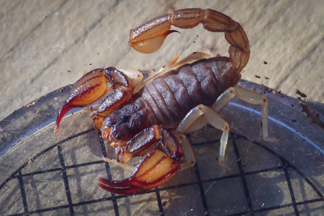 Scram! Begone, Scorpion Myths! | Bay Nature