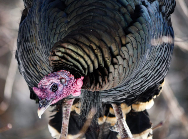 The Lives of Wild Turkeys, and Alt-Turkeys of Note: A Roundup