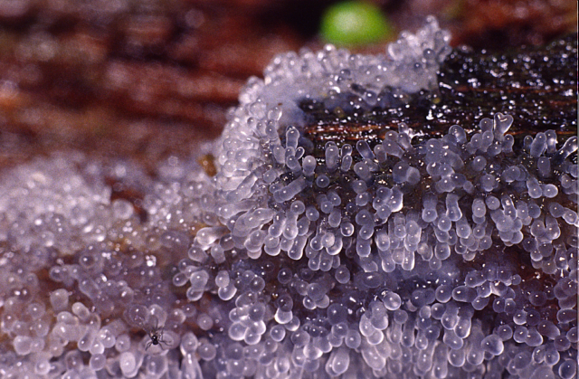 Meet the Protists, Marvelous Misfits in the Tree of Life - Bay Nature