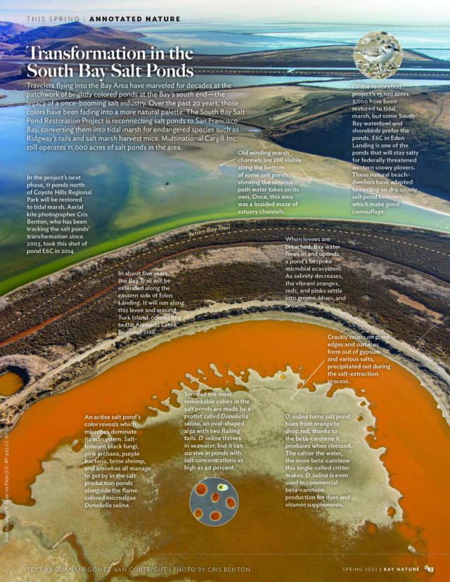 Annotated Nature: South Bay Salt Ponds — Bay Nature