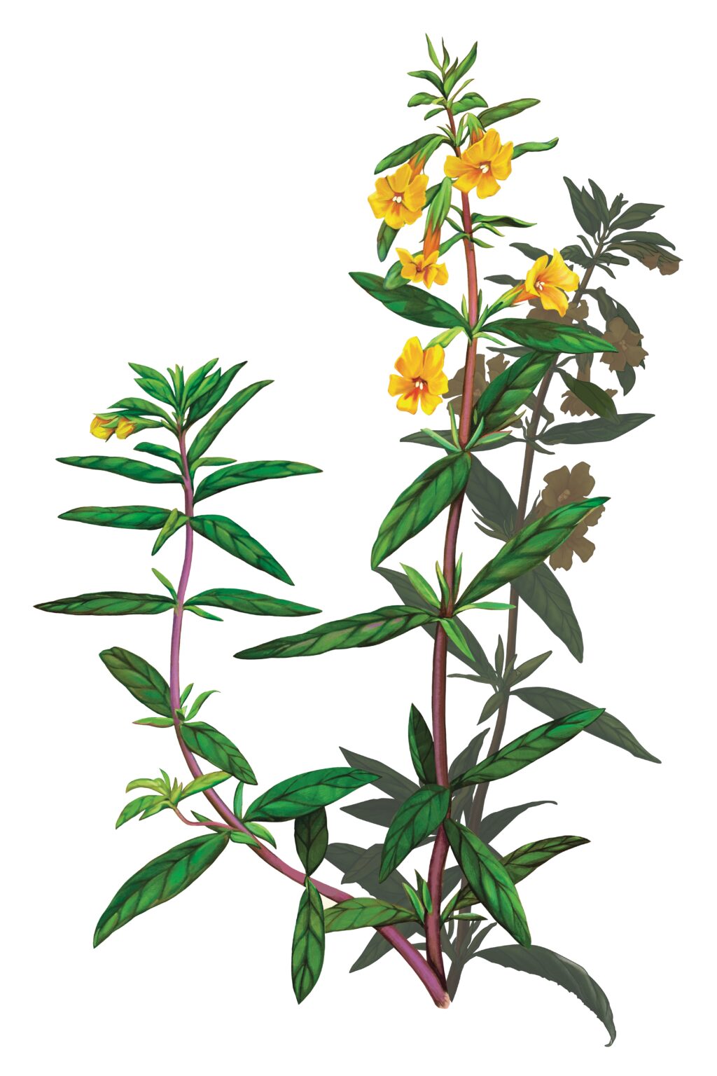 An Illustrated Seasonal Guide to Bay Area Nature—Spring Almanac