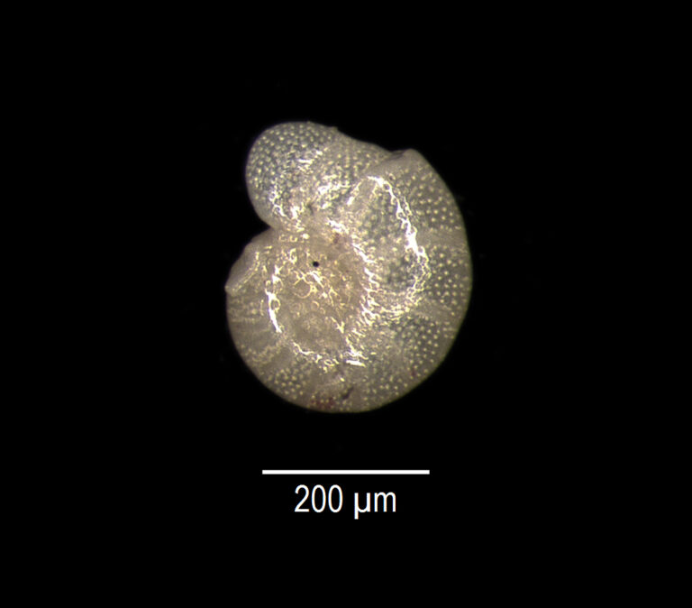 Time Traveling With Clam Fossils - Bay Nature