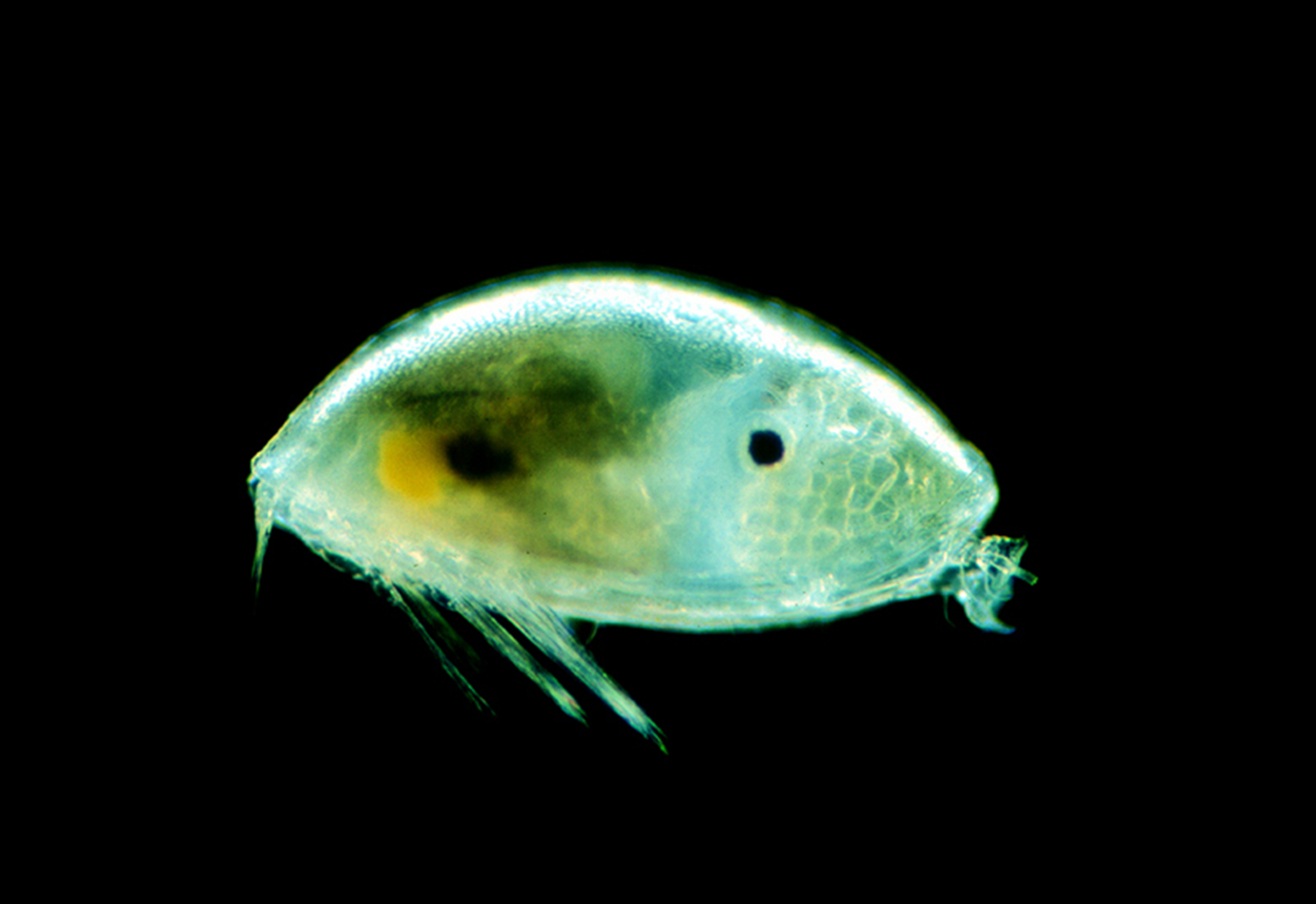 The Secret Lives of Baby Tidepool Creatures - Bay Nature