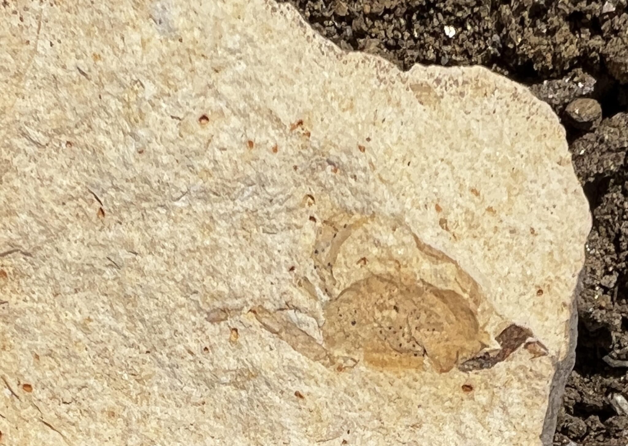 Time Traveling With Clam Fossils - Bay Nature