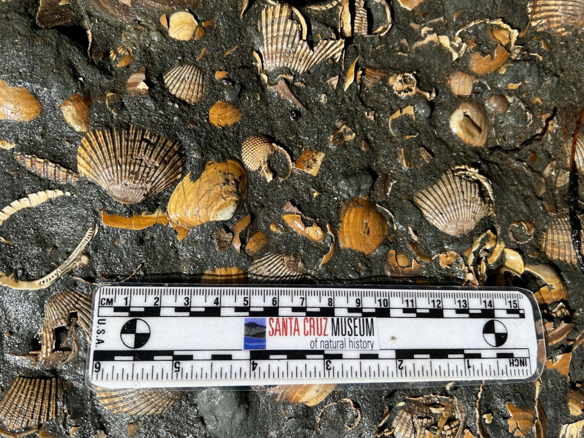 Time Traveling With Clam Fossils - Bay Nature