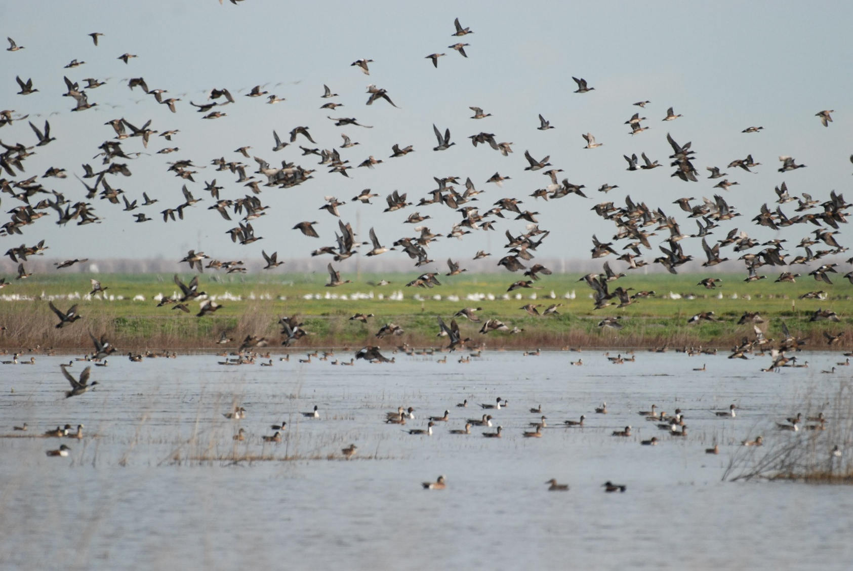 Birds Flock to a Resurrected Tulare Lake, Peaking at Nearly the Size of ...