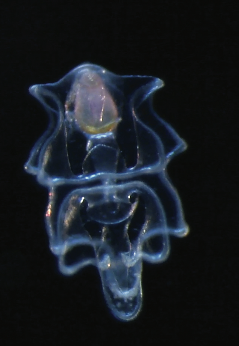 The Secret Lives of Baby Tidepool Creatures - Bay Nature