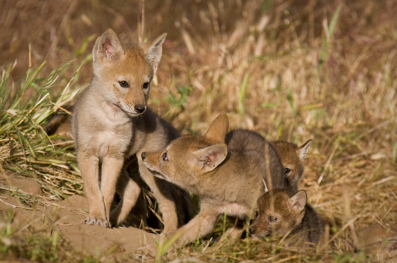 The Native Seed Gold Rush - Bay Nature