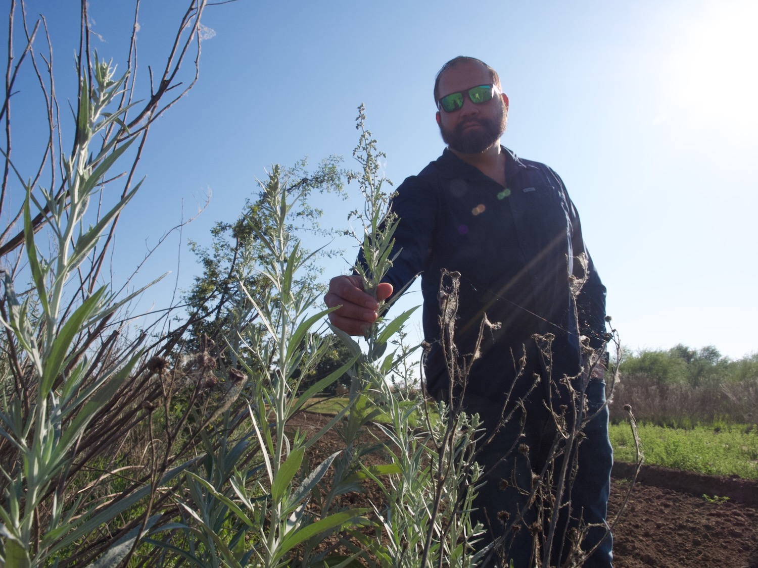 The Native Seed Gold Rush - Bay Nature