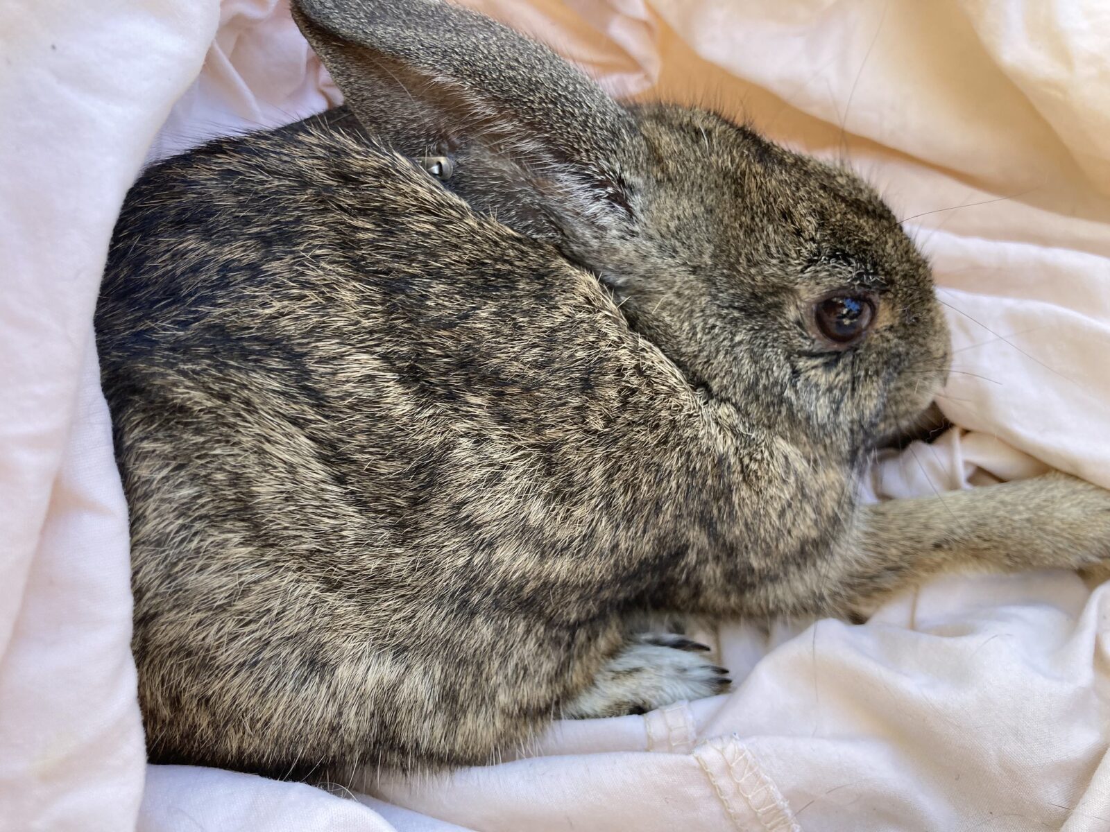 The Native Seed Gold Rush - Bay Nature