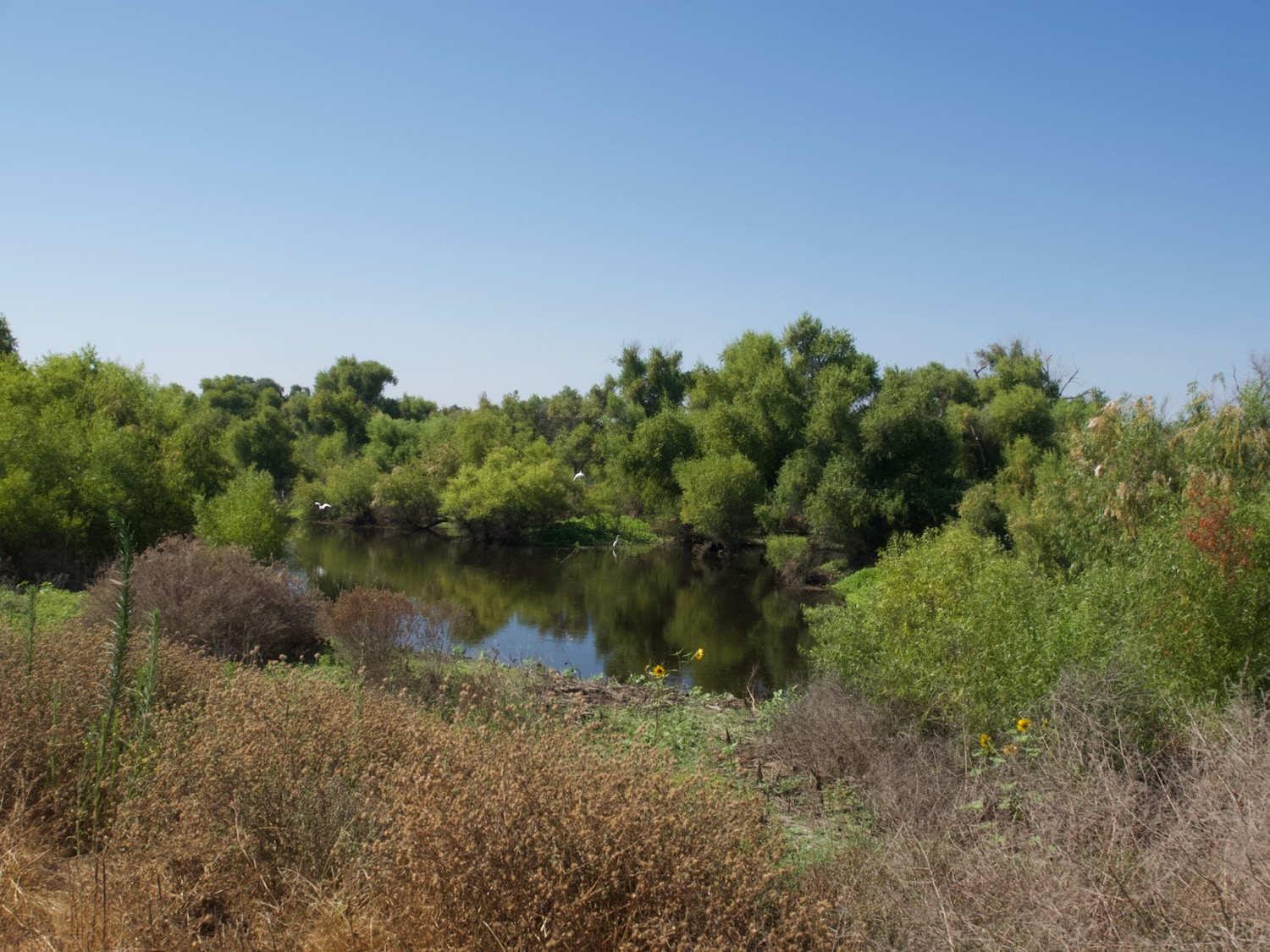 The Native Seed Gold Rush - Bay Nature