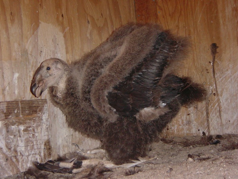 Newly Released Condors Are All Vaxxed Up and Ready to Roost - Bay Nature