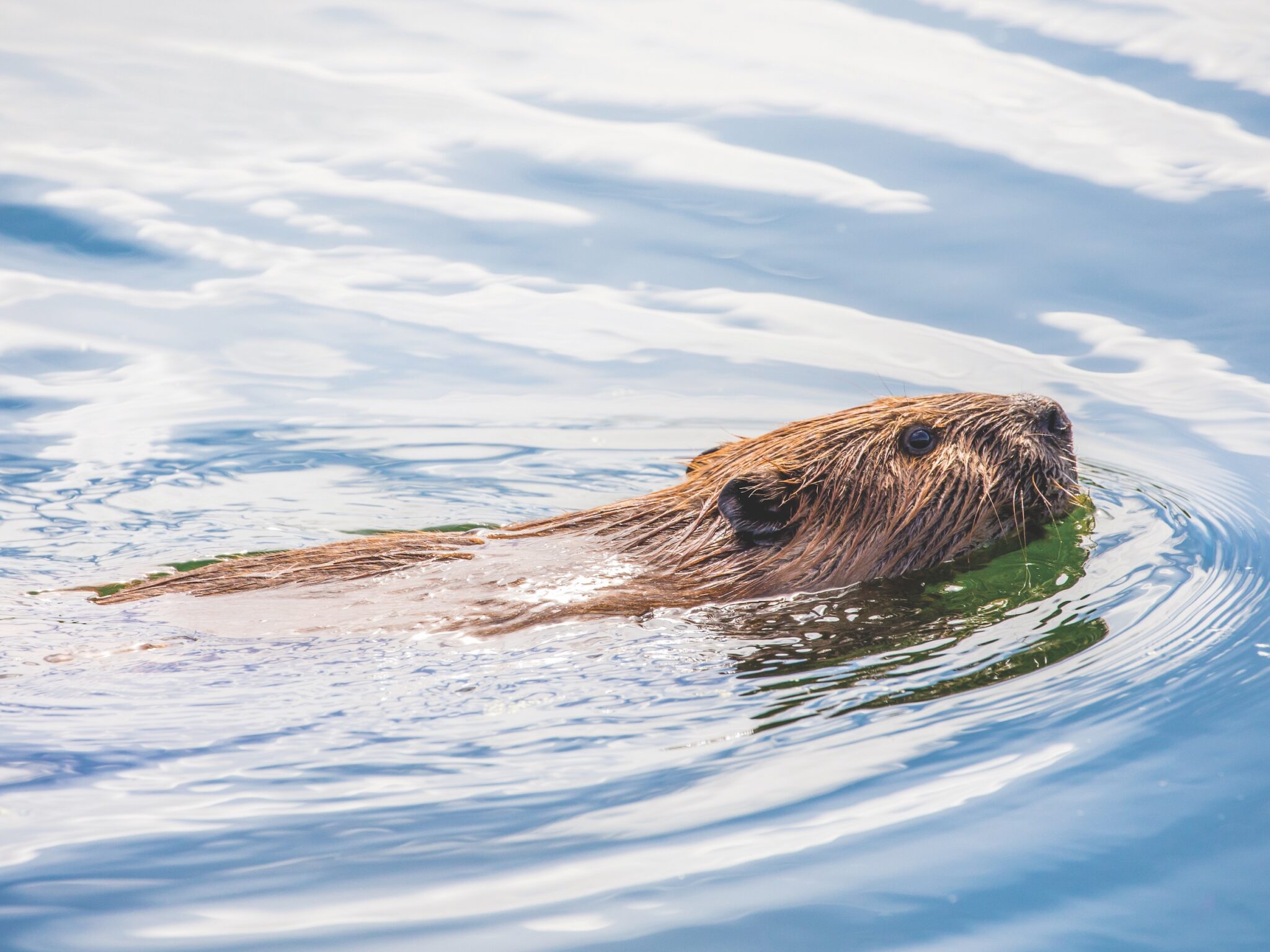 Believing in the Power of Beavers - Bay Nature