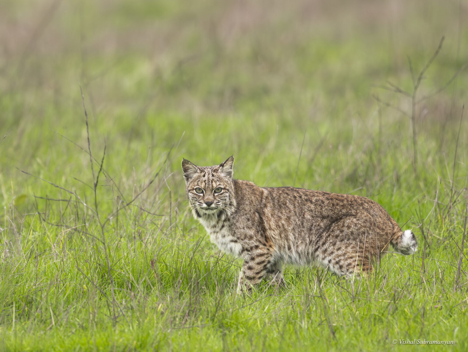 Encounters with a Rare Ginger Badger at Point Reyes - Bay Nature