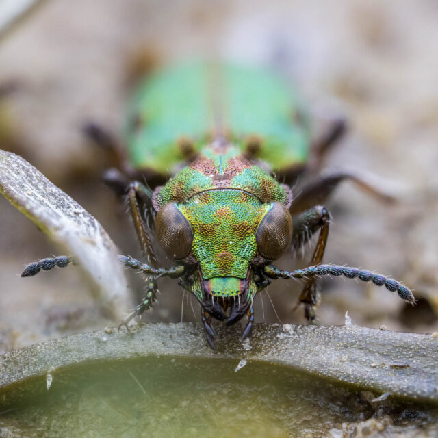 A Rare Closeup on a Pool Predator - Bay Nature