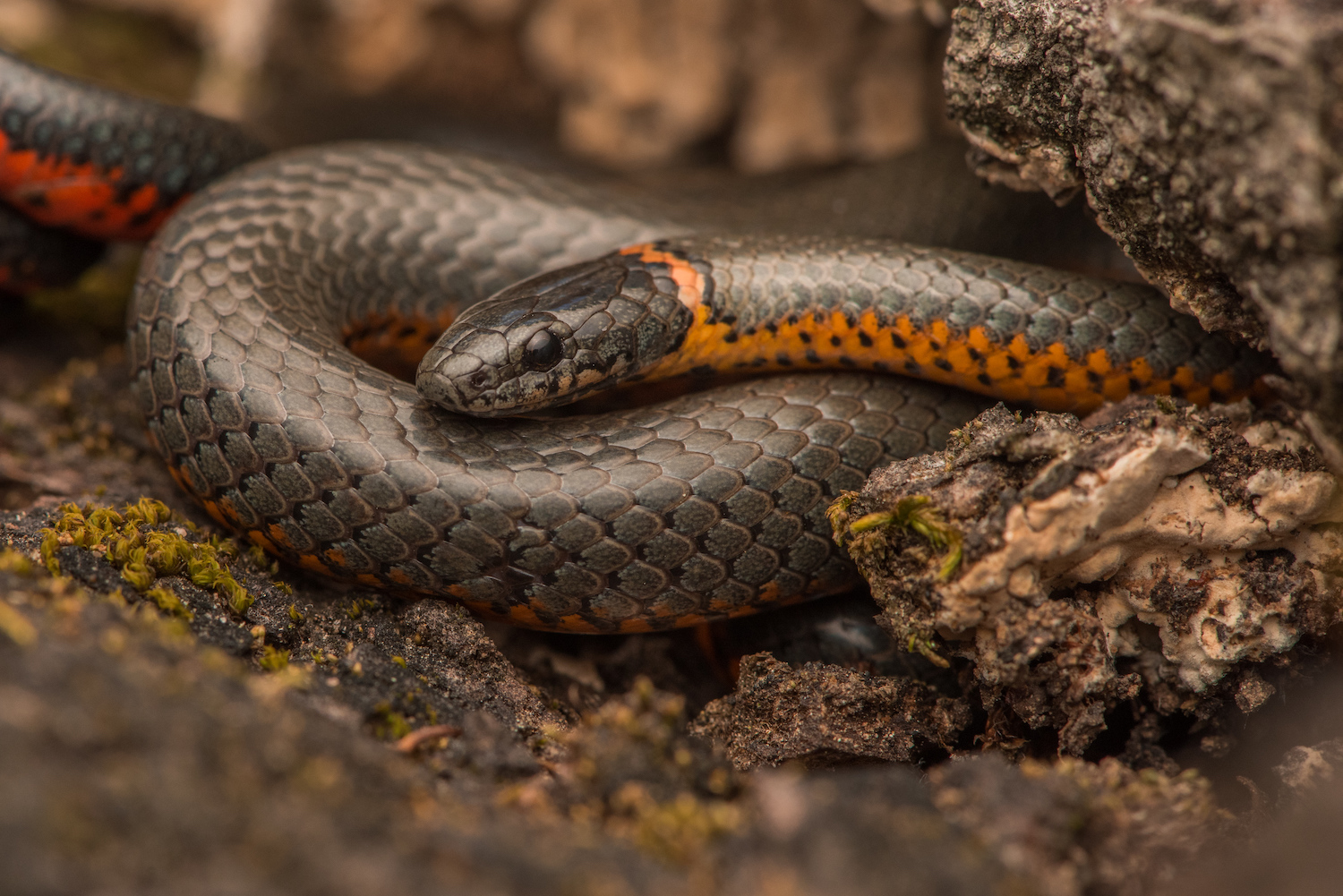 What Can We Do About Snake Fungal Disease? - Bay Nature