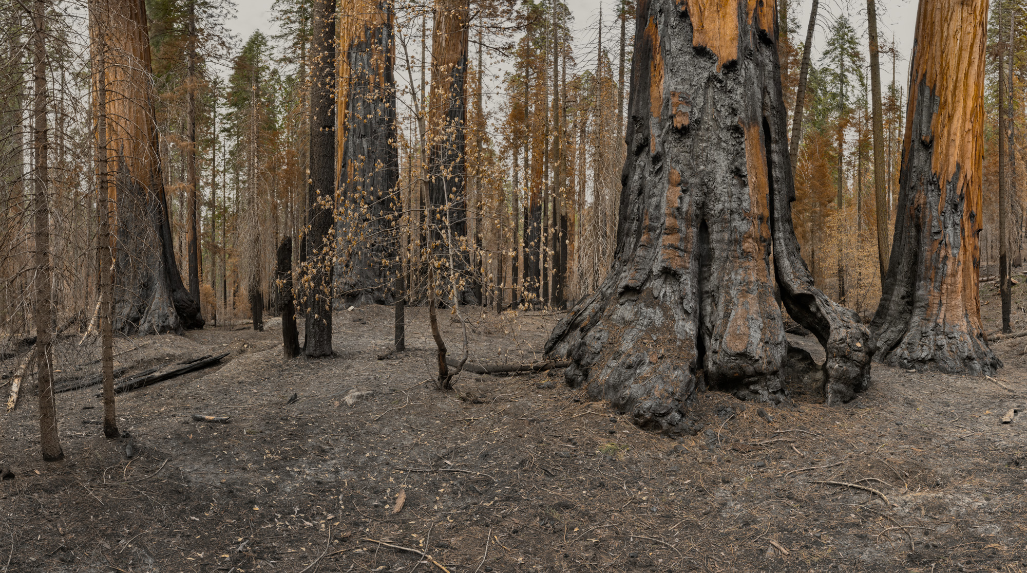 A Photographer Captures How California's Forests Are Changing - Bay Nature
