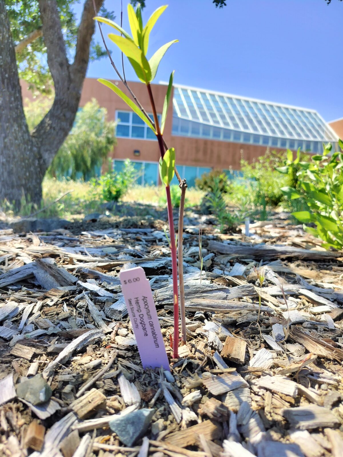 An Indigenous Garden Takes Root - Bay Nature