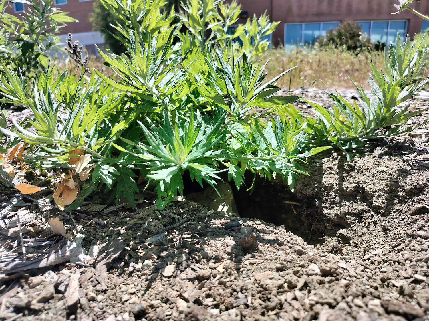An Indigenous Garden Takes Root - Bay Nature