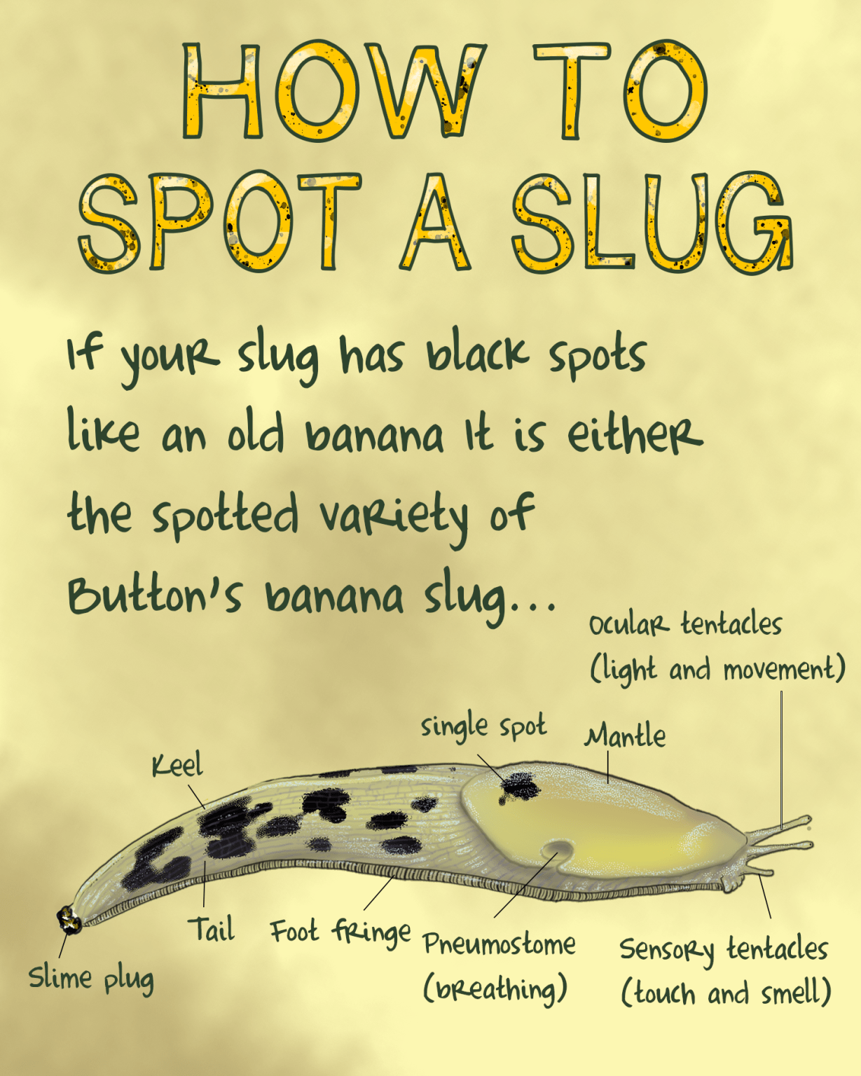 Naturalist’s Notebook: Spotting Slugs - Bay Nature