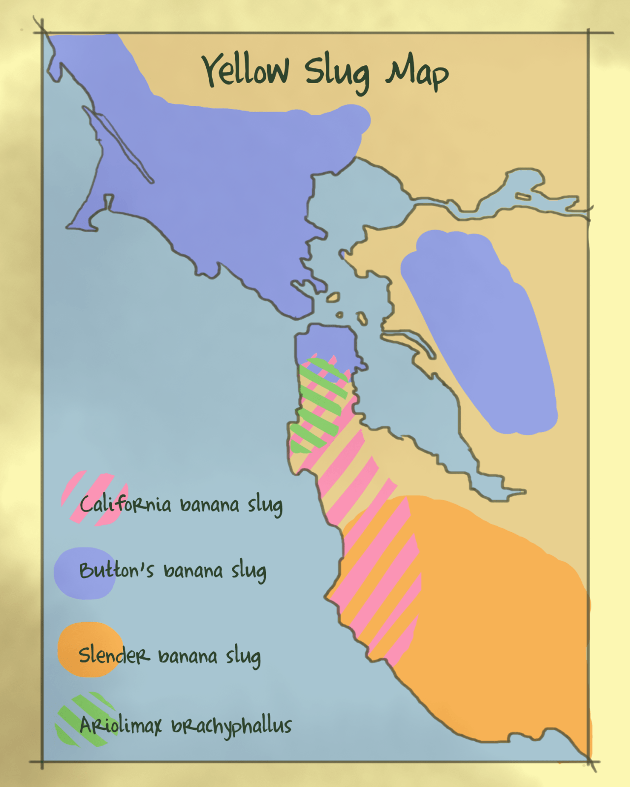 Naturalist’s Notebook: Spotting Slugs - Bay Nature