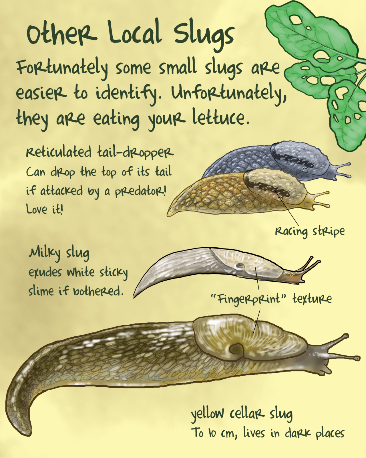 Naturalist’s Notebook: Spotting Slugs - Bay Nature