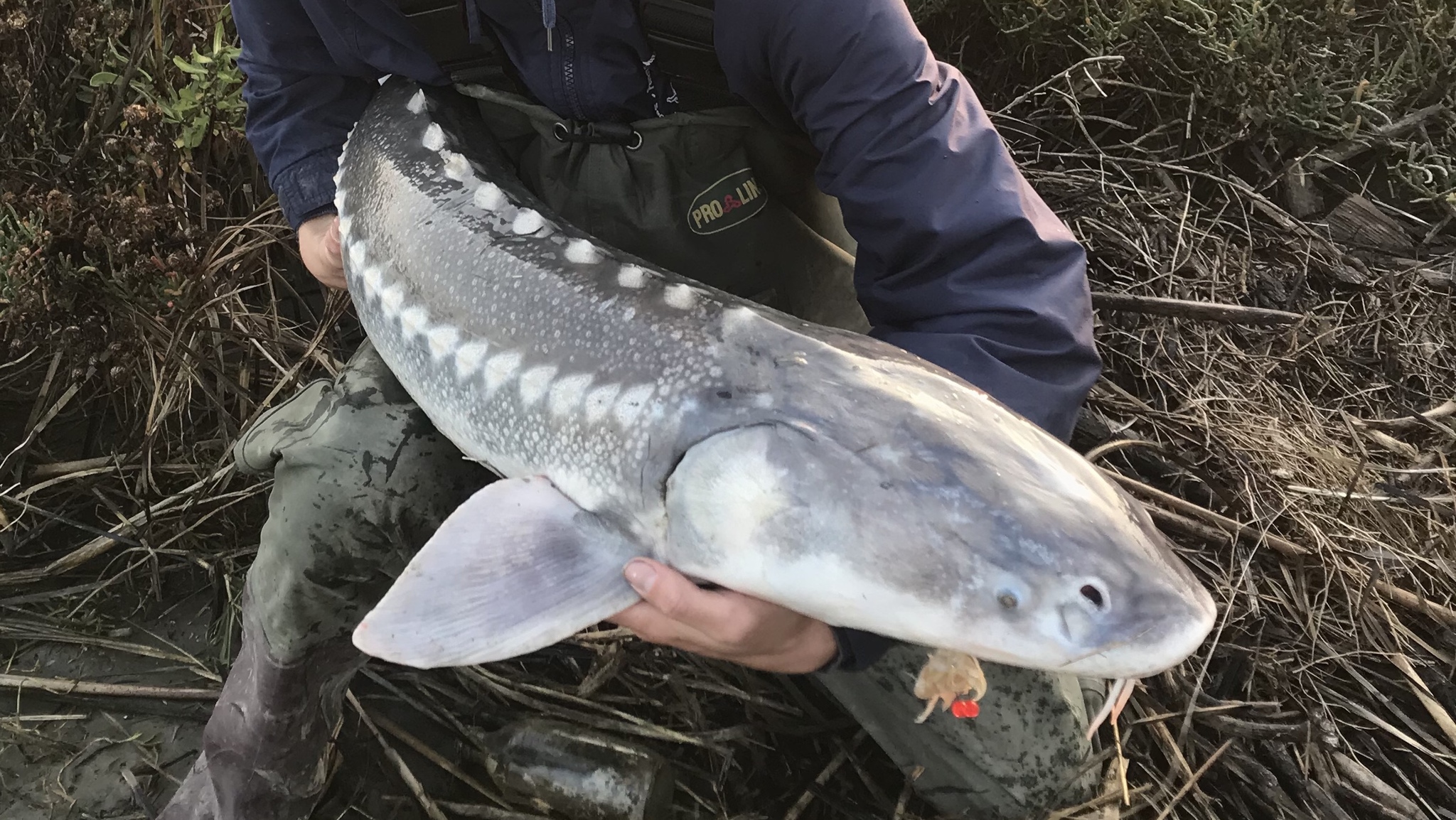 California May List Ancient, Iconic White Sturgeon as Threatened - Bay Nature