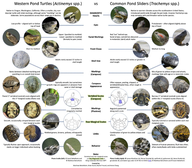 How to Tell Our Local Turtles Apart - Bay Nature