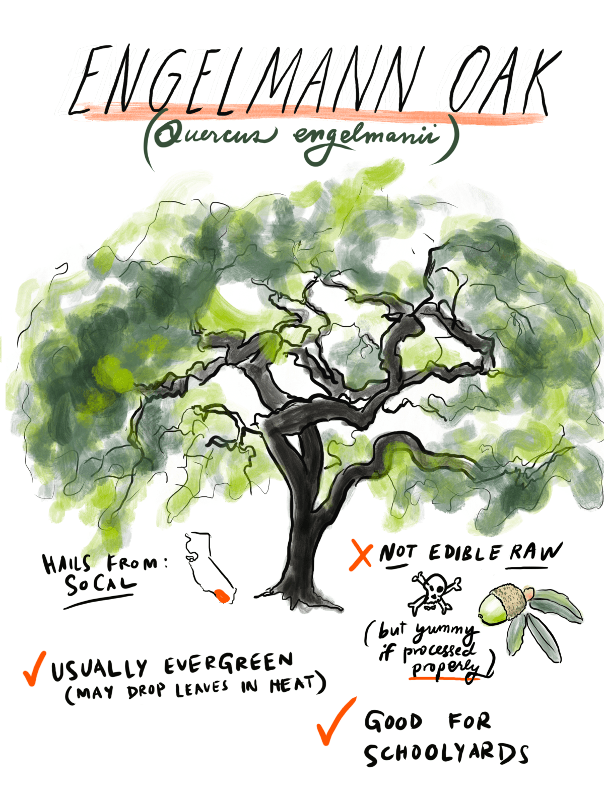 The New Trees on the Block - Bay Nature