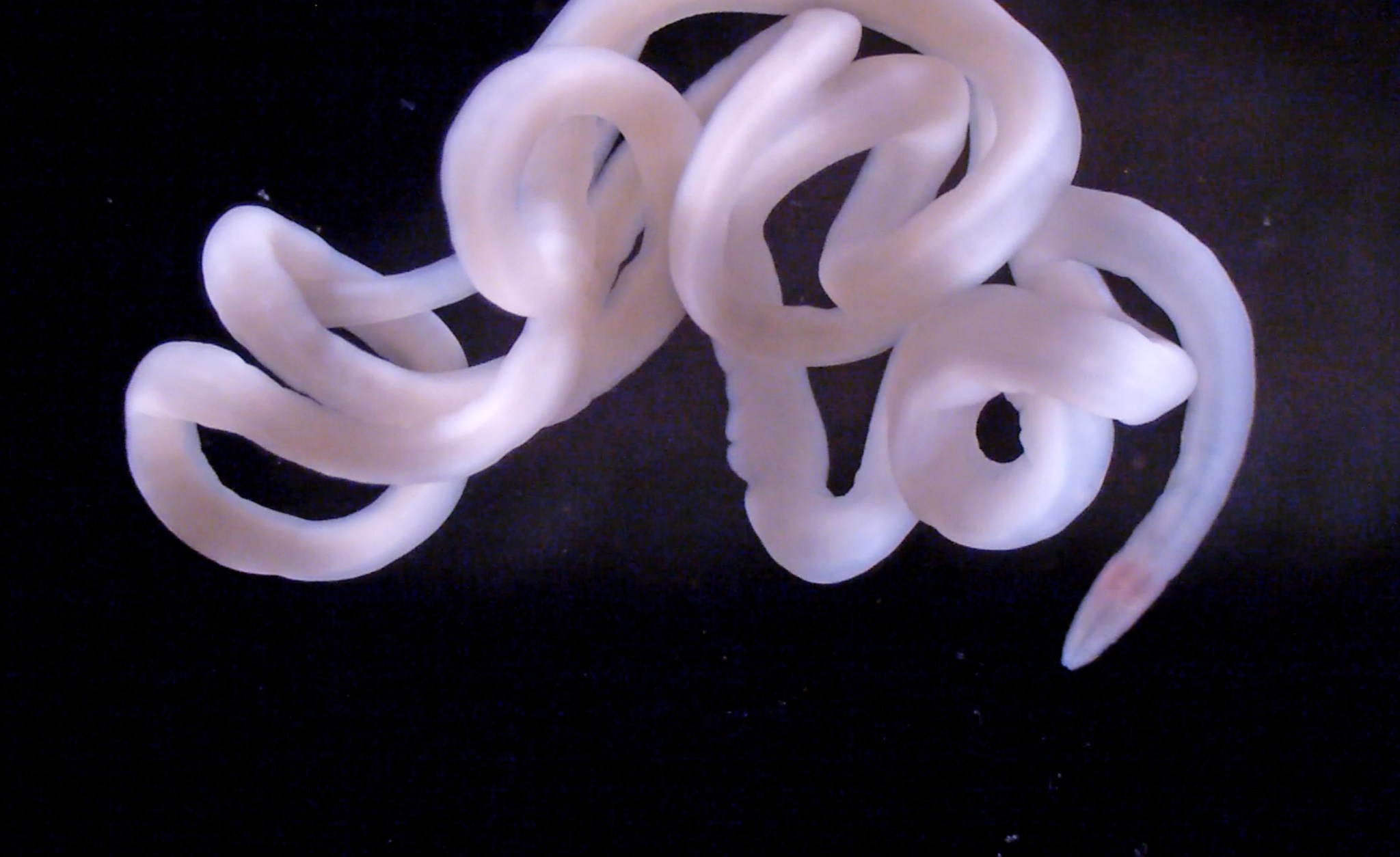 New Predatory Worm Species Discovered at Bodega Bay - Bay Nature