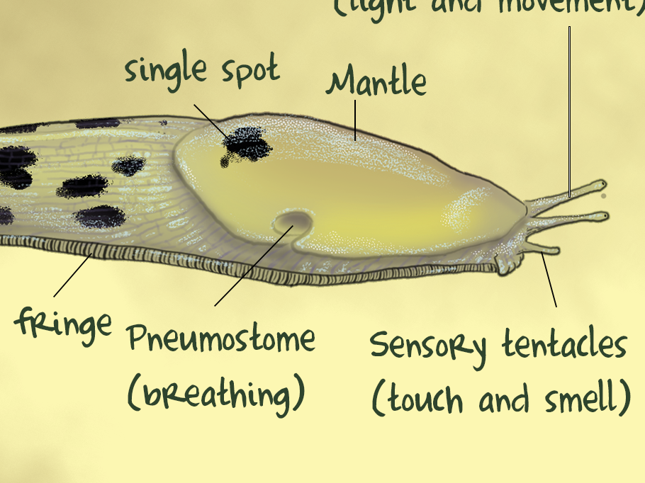 Bay Nature Magazine Home