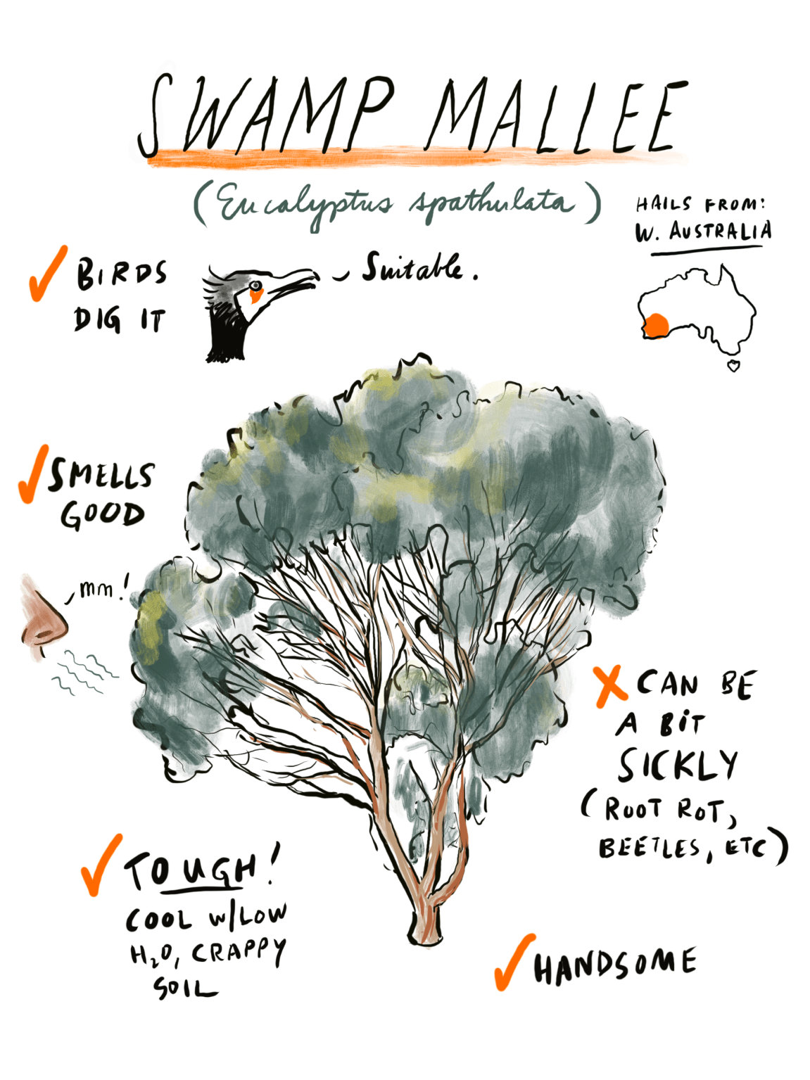 The New Trees on the Block - Bay Nature