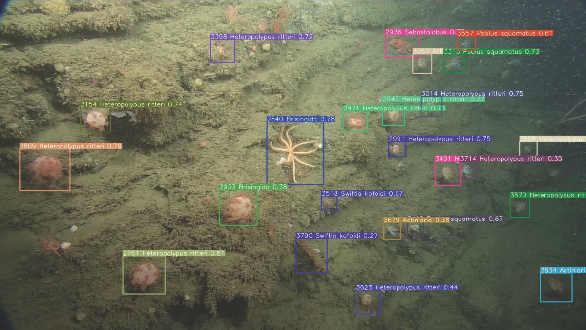AIs Are Beginning to Illuminate the Deep Sea - Bay Nature
