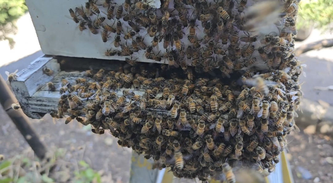 Bees Are Heating Up. How Will They Cope? - Bay Nature