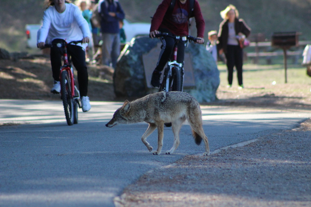 A New Alpha Coyote in San Francisco's Presidio - Bay Nature