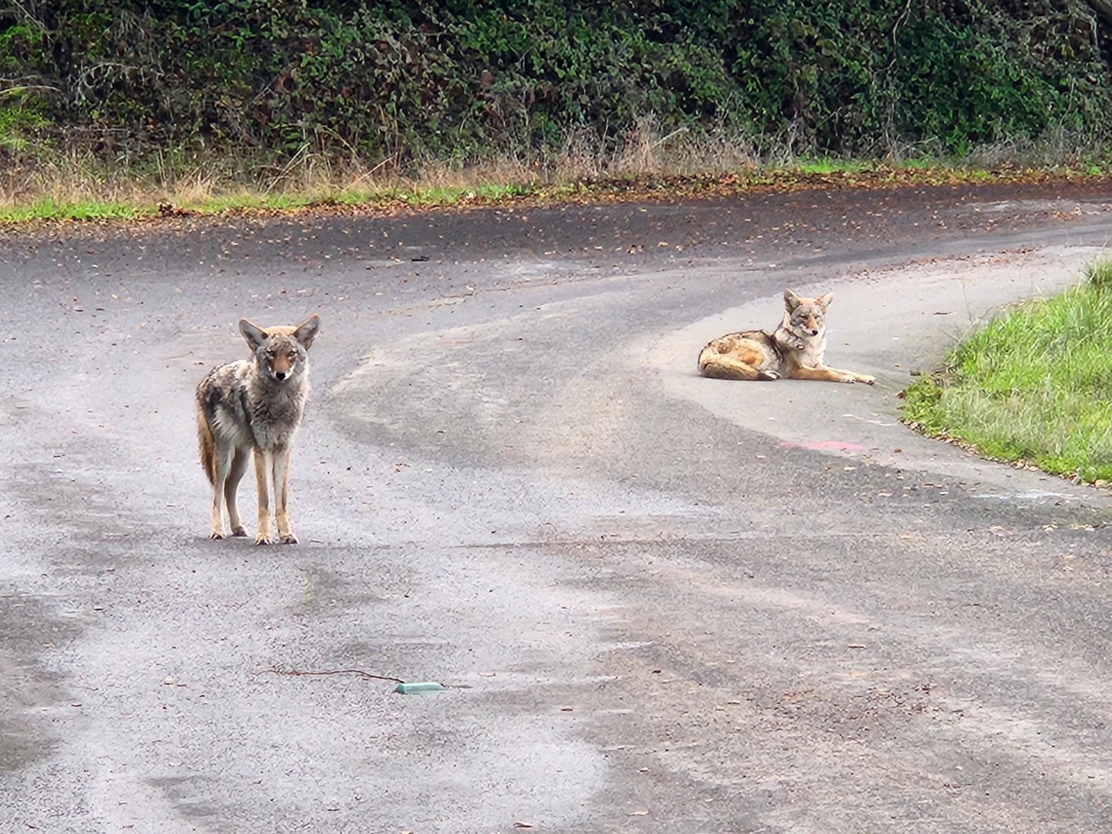 The Coyotes Arrived. Now, They’re Changing Angel Island. - Bay Nature