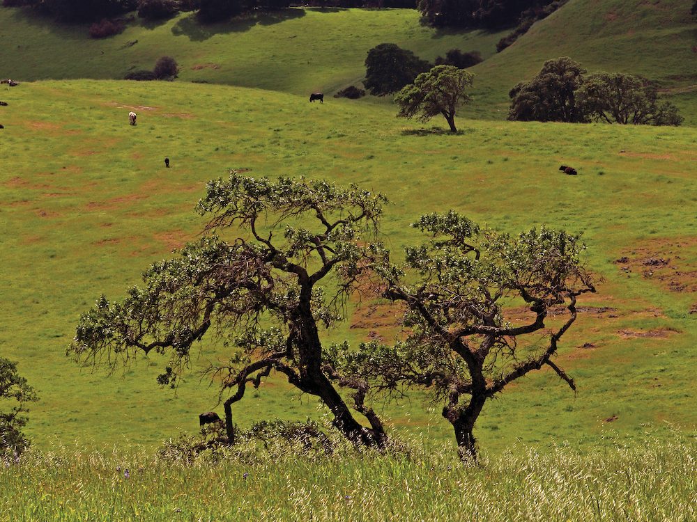 Bay Nature Magazine Home