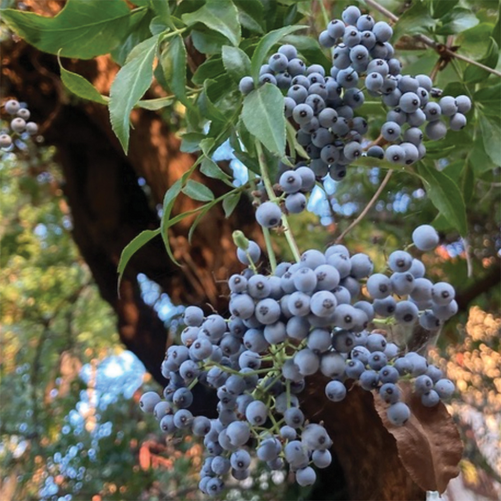 The Patwin People and Solano County Open a Park - Bay Nature