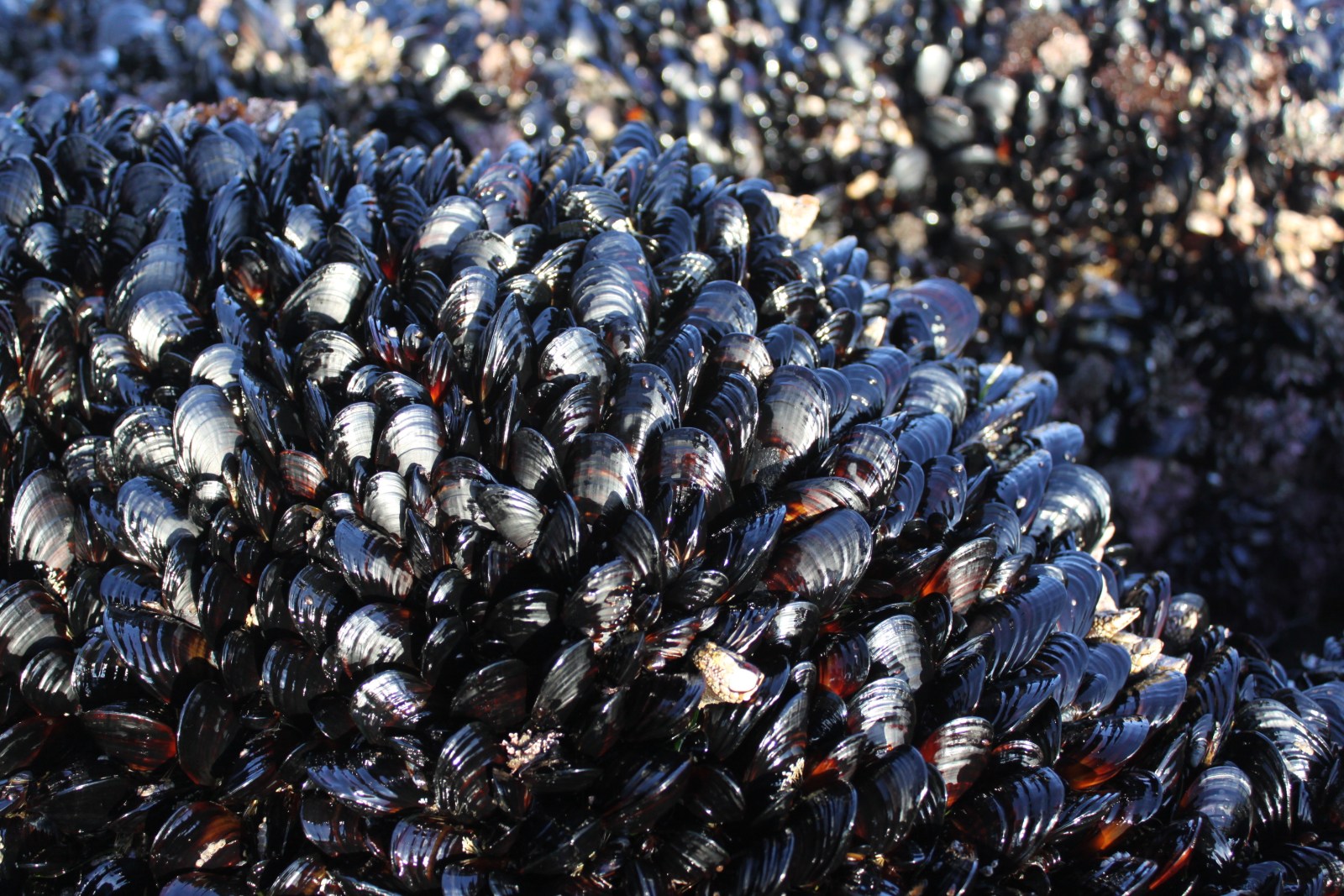 A Mussel Bed is Full of Life, 80 Years Later - Bay Nature