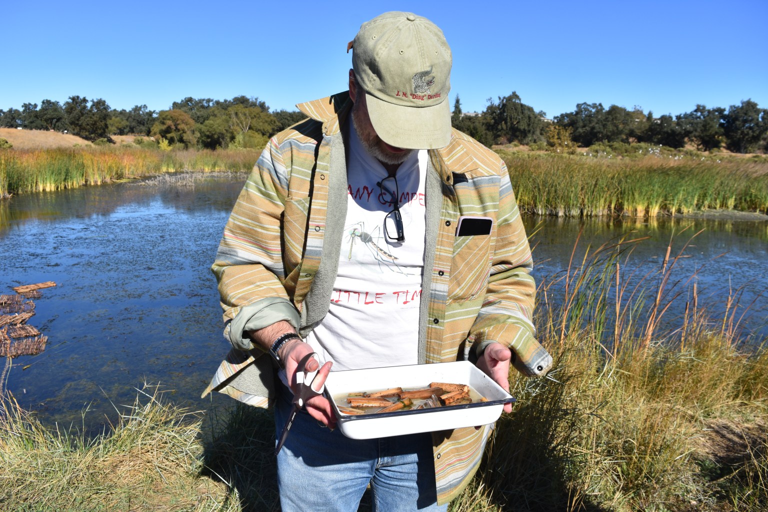 What Lives, and Dies, on Tule Mats - Bay Nature