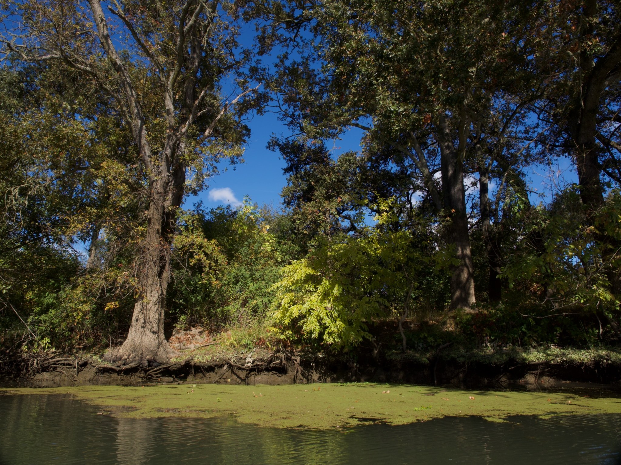 Paddling the Cosumnes River Preserve, a Lush Refuge in the Central ...