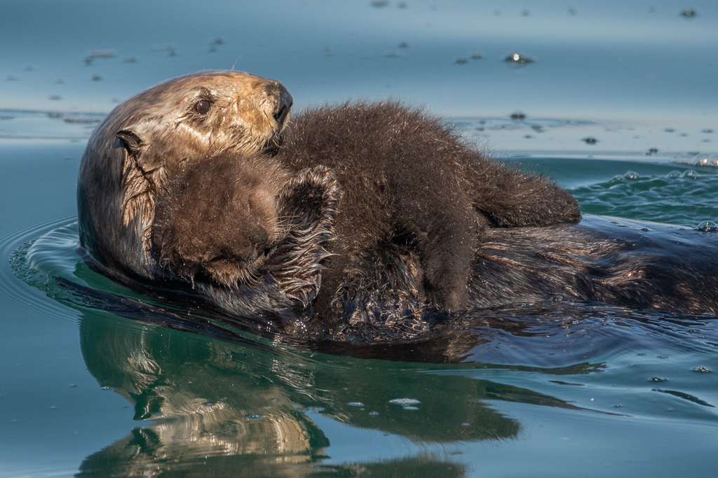 A Battery Fire Deposits Heavy Metals into Elkhorn Slough - Bay Nature